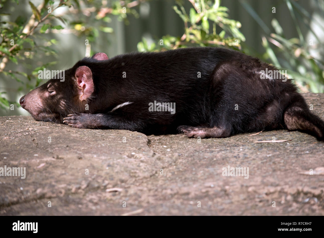 Sleeping with the devil hi-res stock photography and images - Alamy