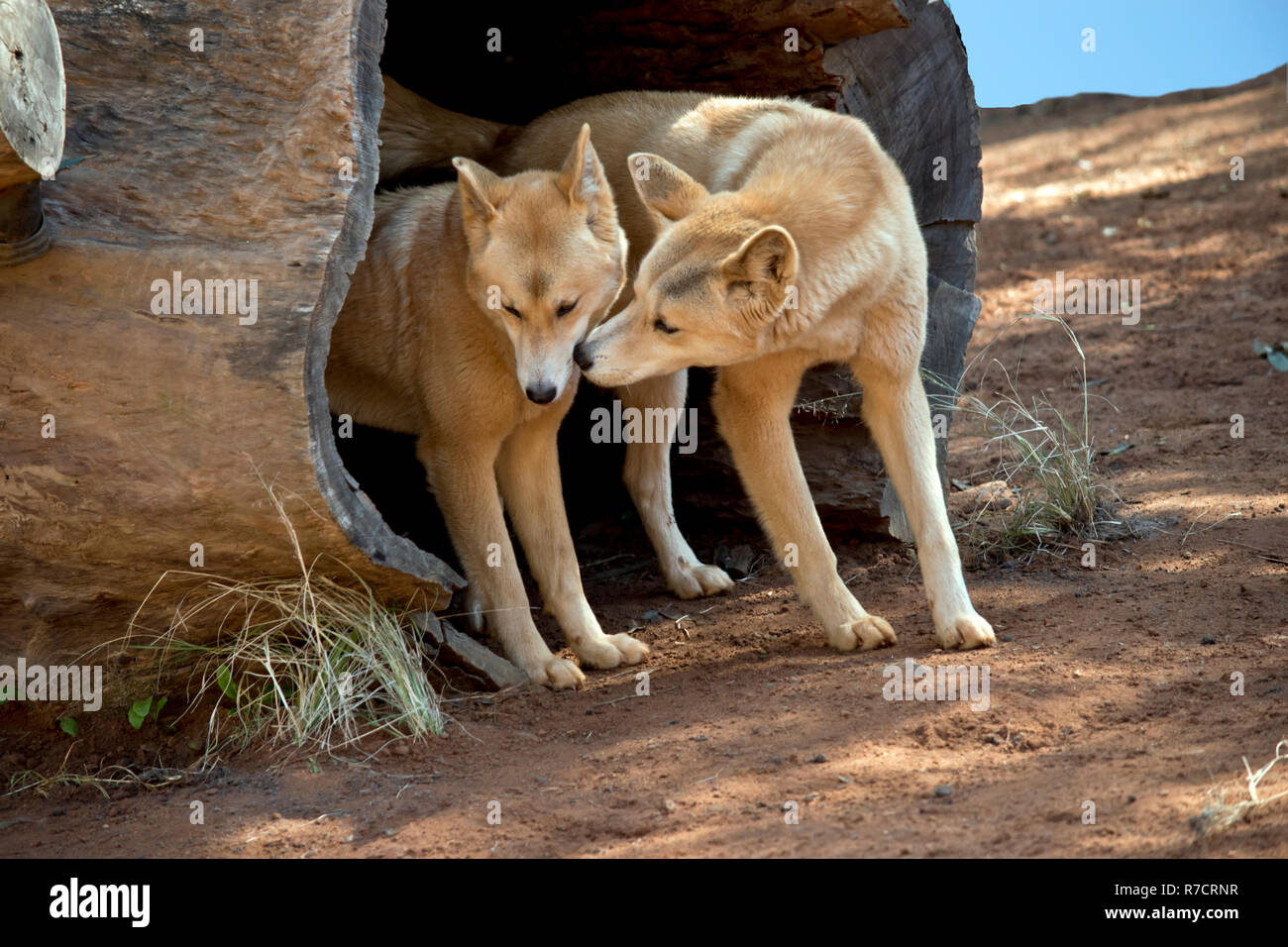 Black Dingo High Resolution Stock Photography and Images - Alamy