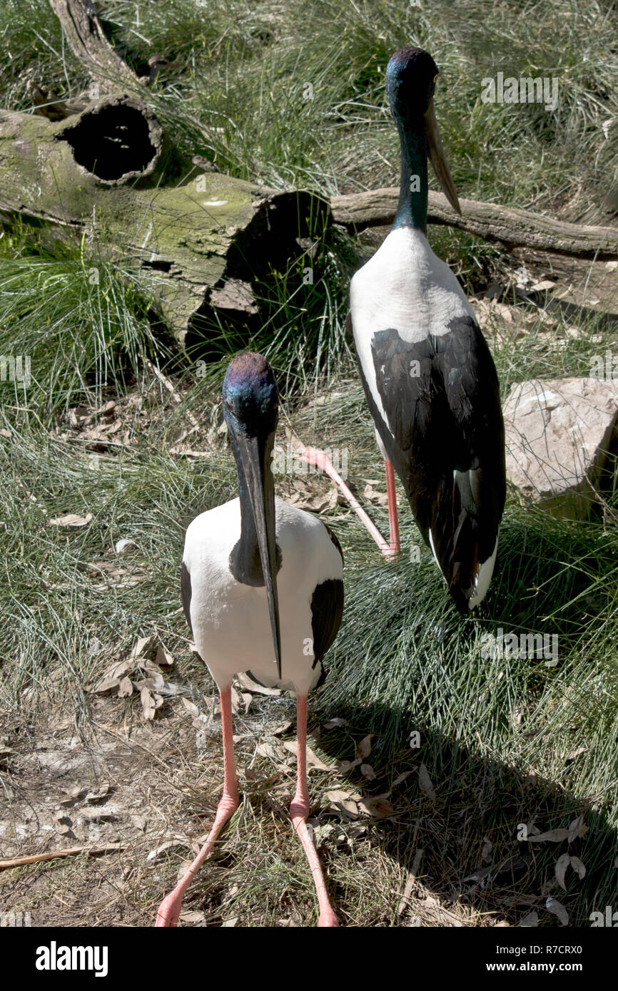 Long necked birds hi-res stock photography and images - Alamy