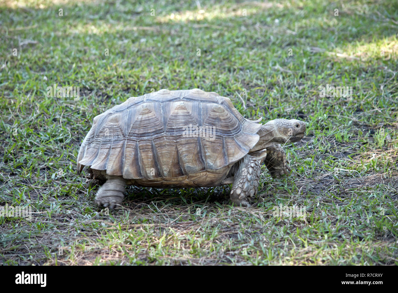 this is a side view of an African spurred tortoise Stock Photo - Alamy
