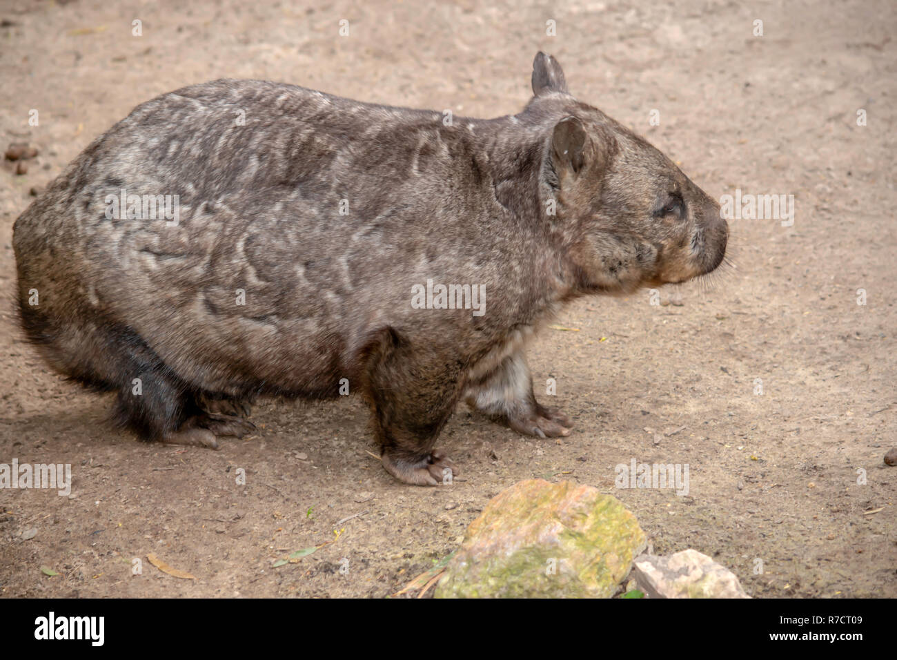 this is a side view of a hairy nosed wombat Stock Photo - Alamy