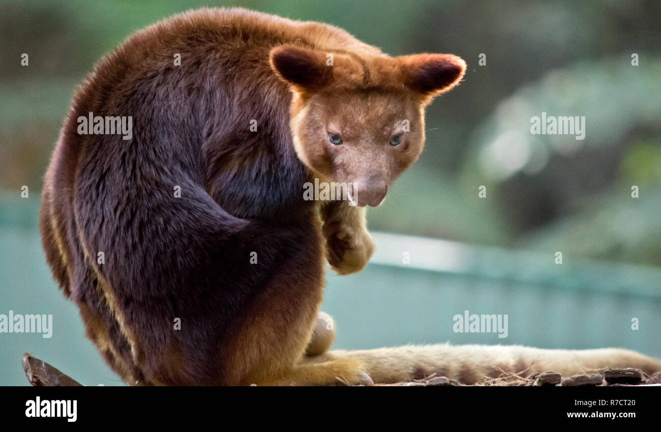 Tree kangaroo hi-res stock photography and images - Alamy
