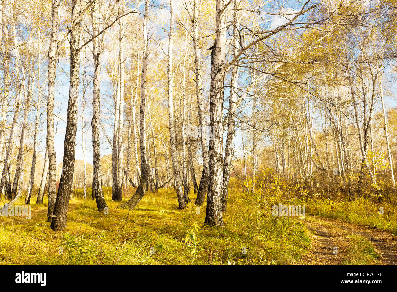 Autumn birch forest Stock Photo - Alamy
