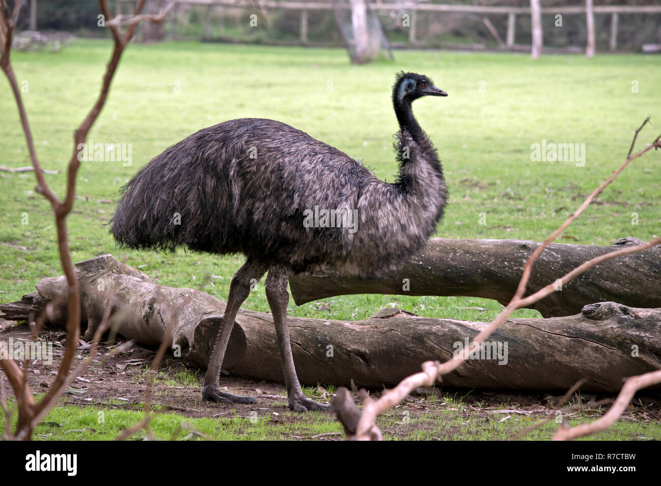 Australian emu hi-res stock photography and images - Alamy