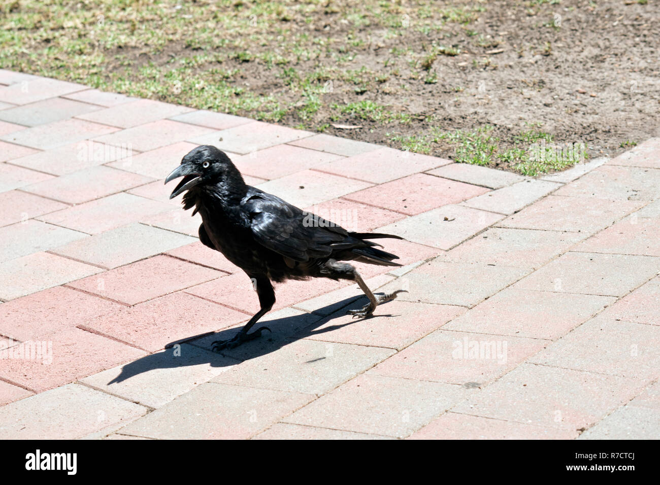 the Australian raven is walking on a brick path Stock Photo - Alamy