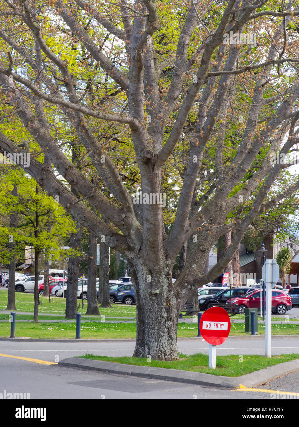 Trees At An Intersection In Hanmer Springs Stock Photo - Alamy