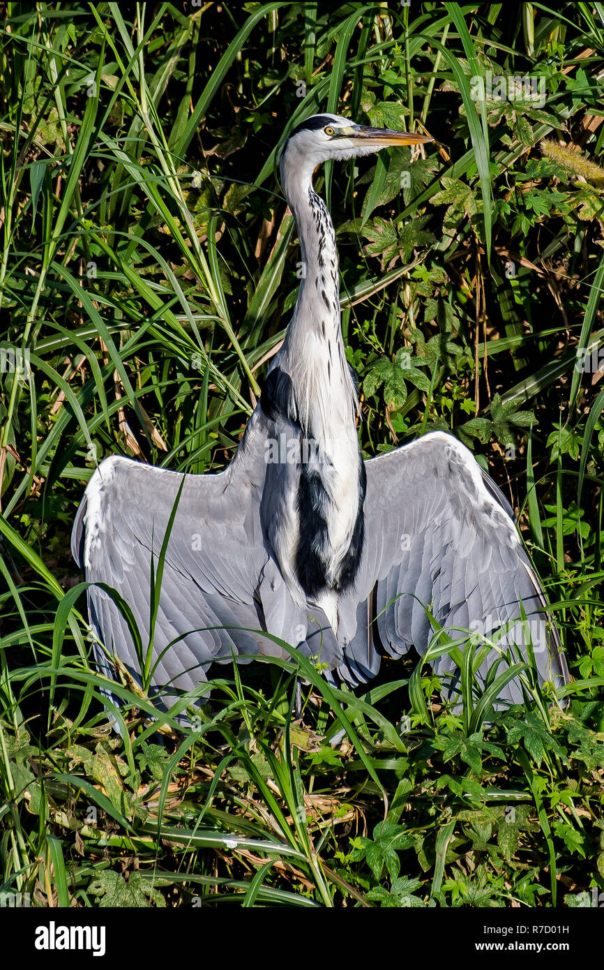 Bennu bird hi-res stock photography and images - Alamy