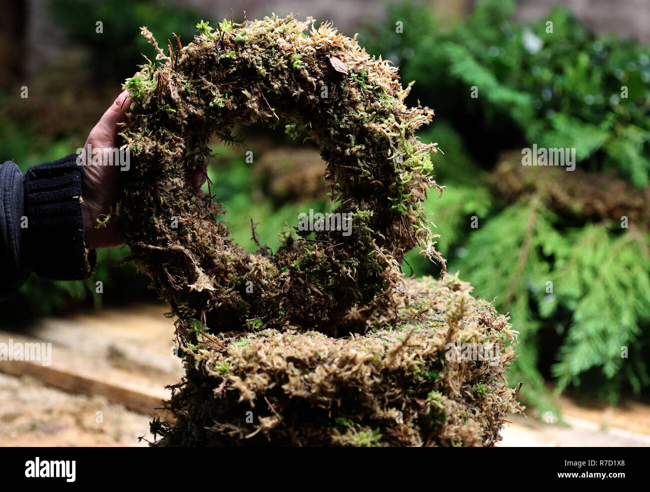 Moss rings being used hi-res stock photography and images - Alamy