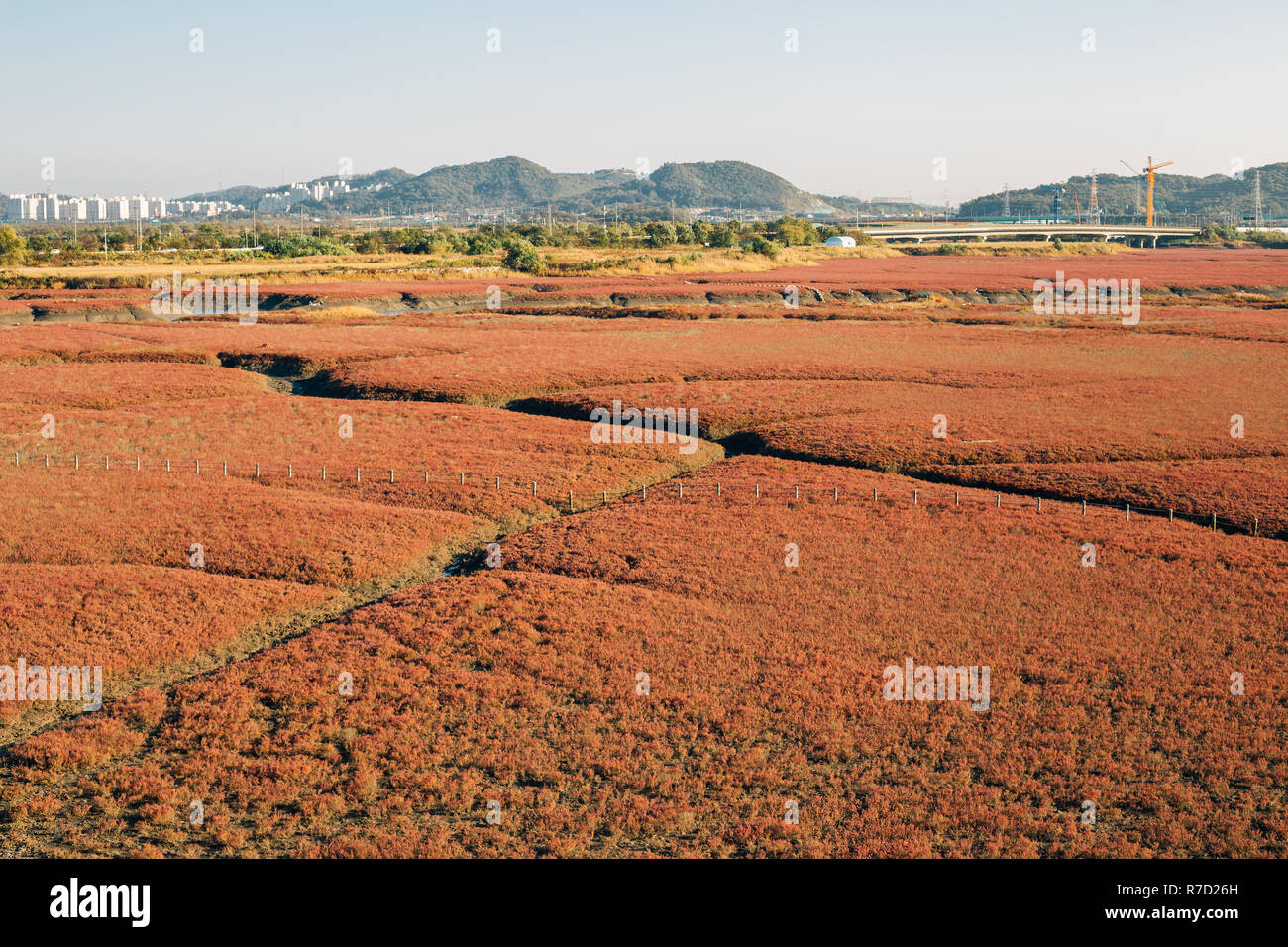 Autumn reed field at Sorae ecology wetland park in Incheon, Korea Stock ...