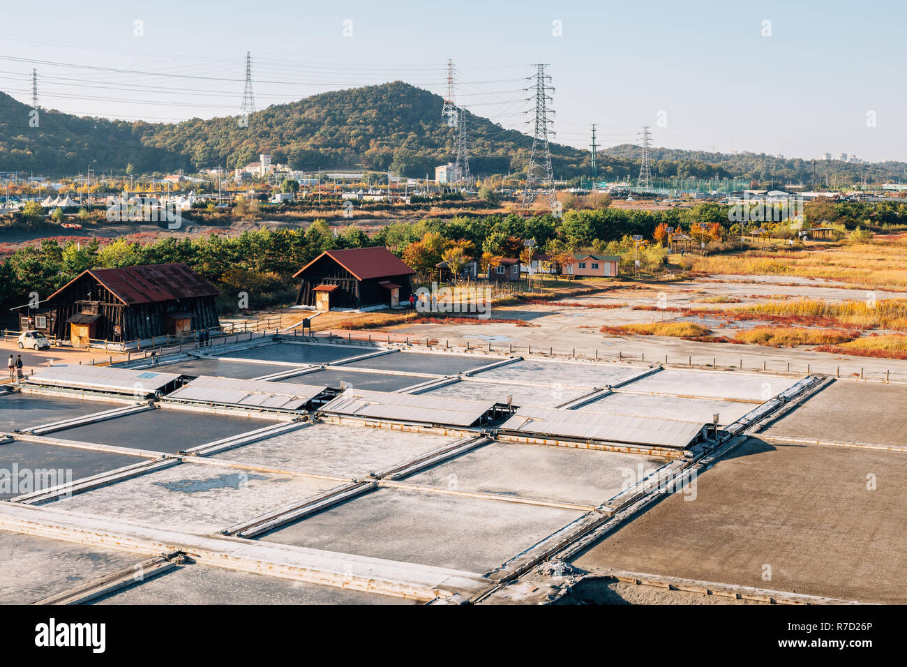 Saltern with autumn reed field at Sorae ecology wetland park in Incheon ...