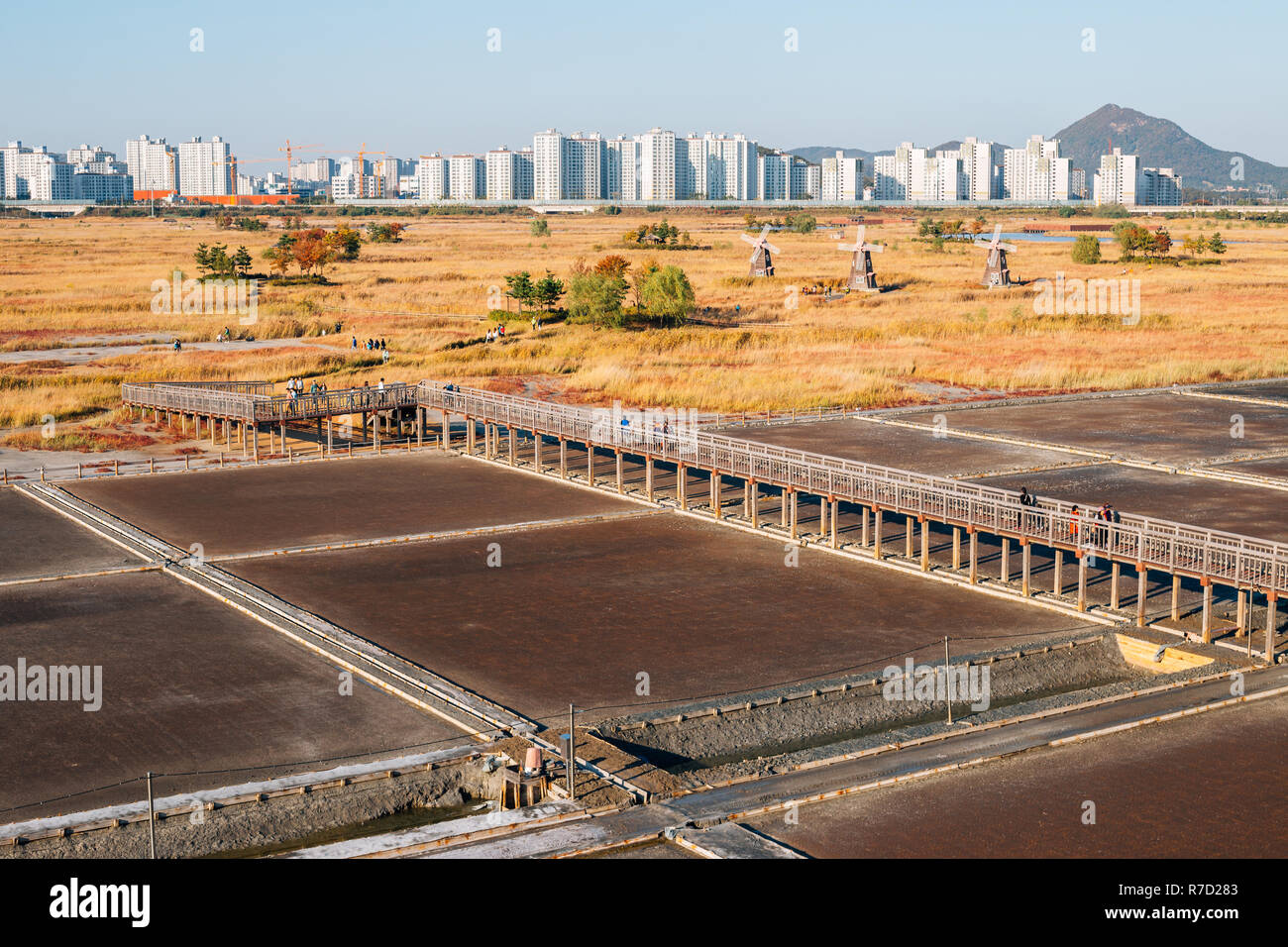 Saltern with autumn reed field at Sorae ecology wetland park in Incheon ...