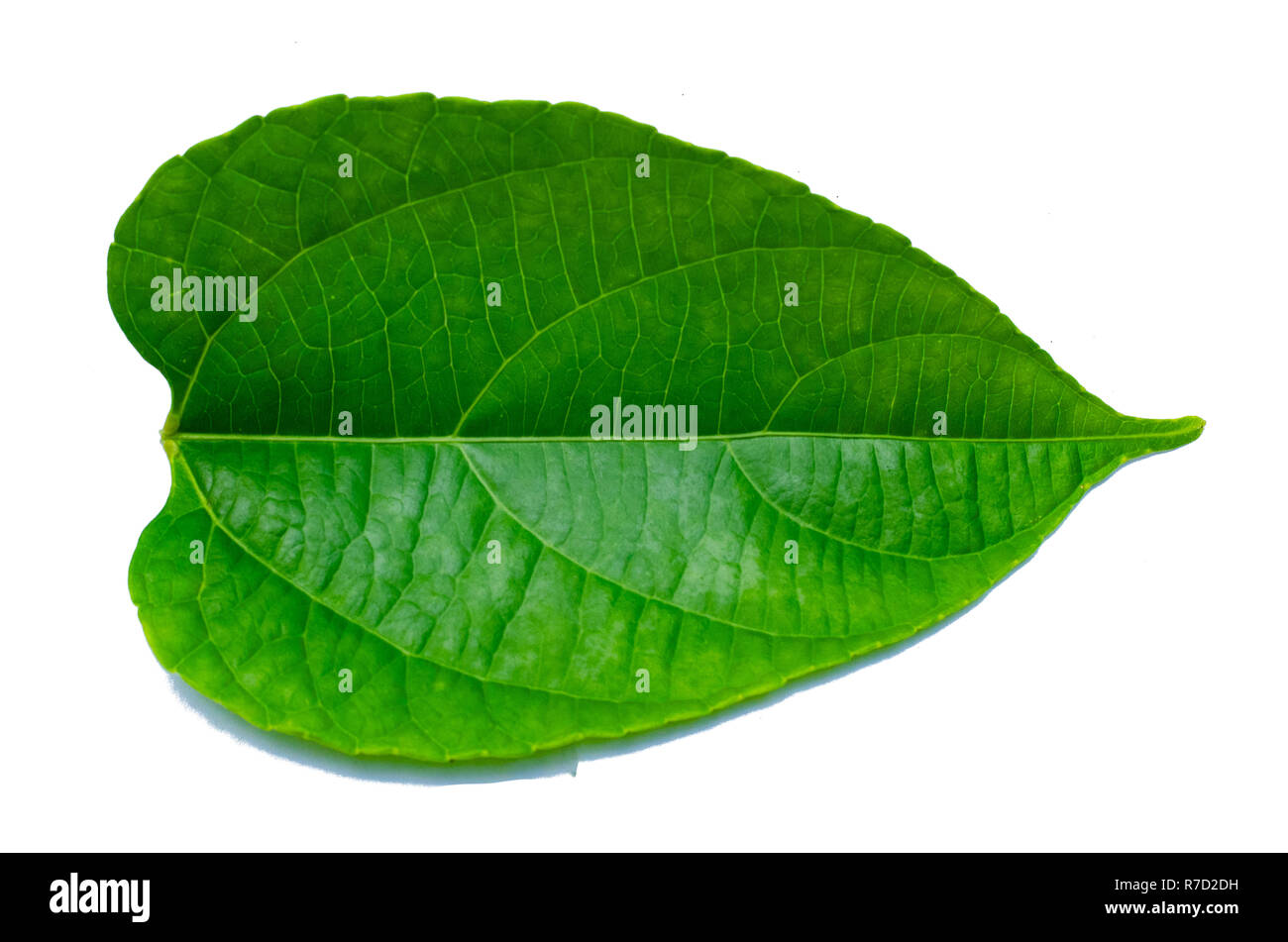Leaves Calathea ornata pin stripe background White Isolate Stock Photo ...