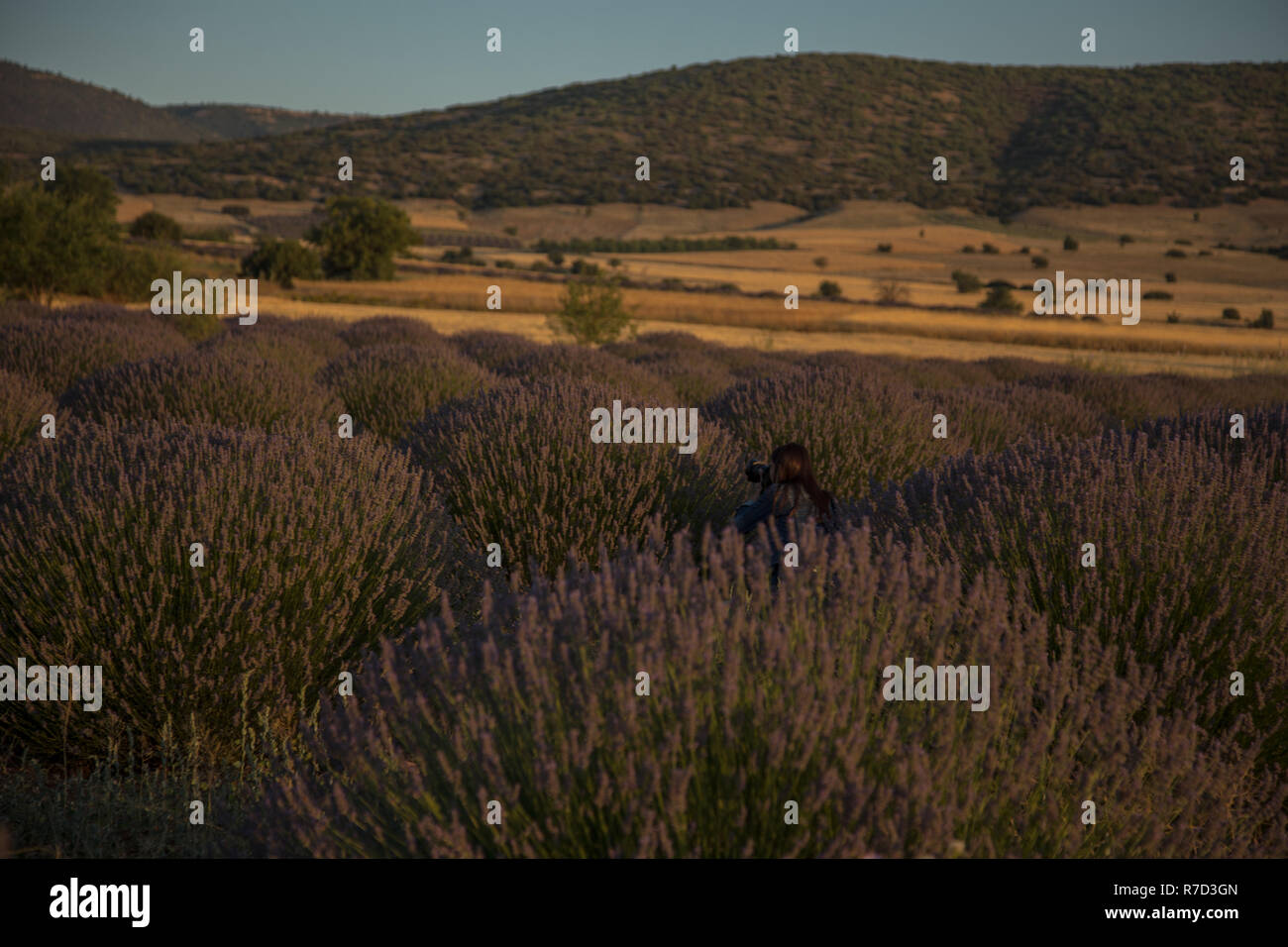 lavender fields Isparta Turkey Kuyucak village Stock Photo - Alamy
