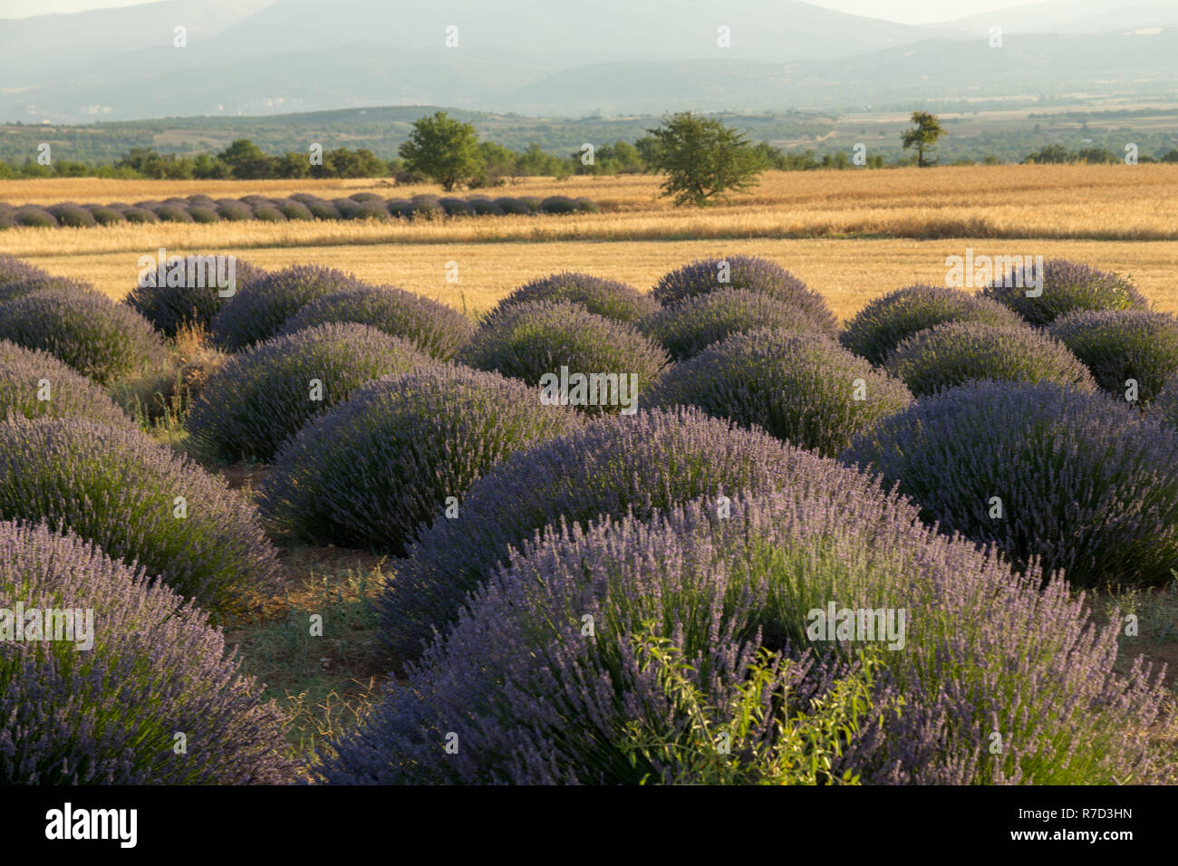 lavender fields Isparta Turkey Kuyucak village Stock Photo - Alamy