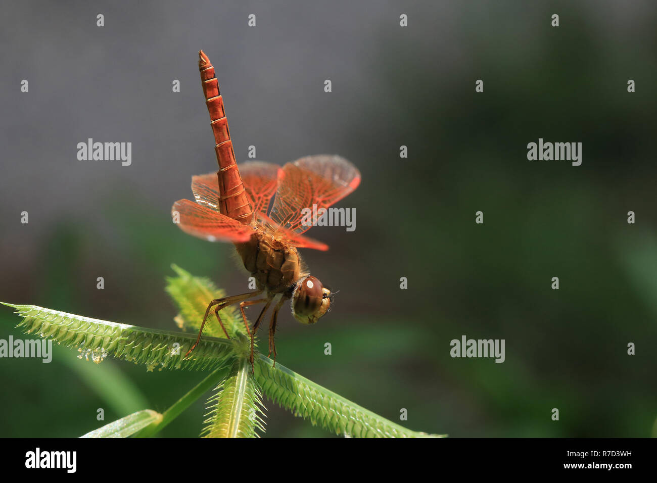 red dragonfly close up Stock Photo - Alamy