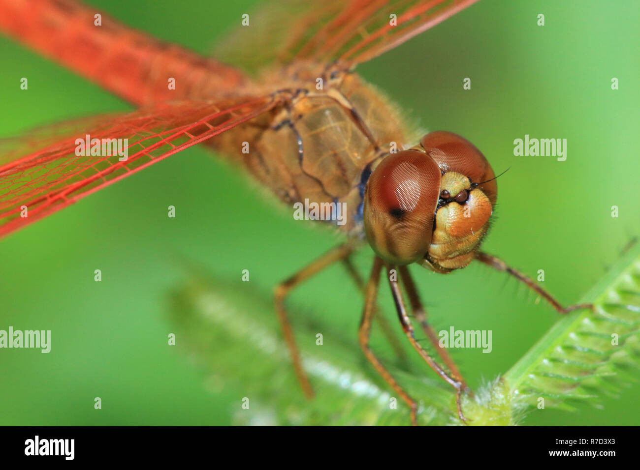 red dragonfly close up Stock Photo - Alamy