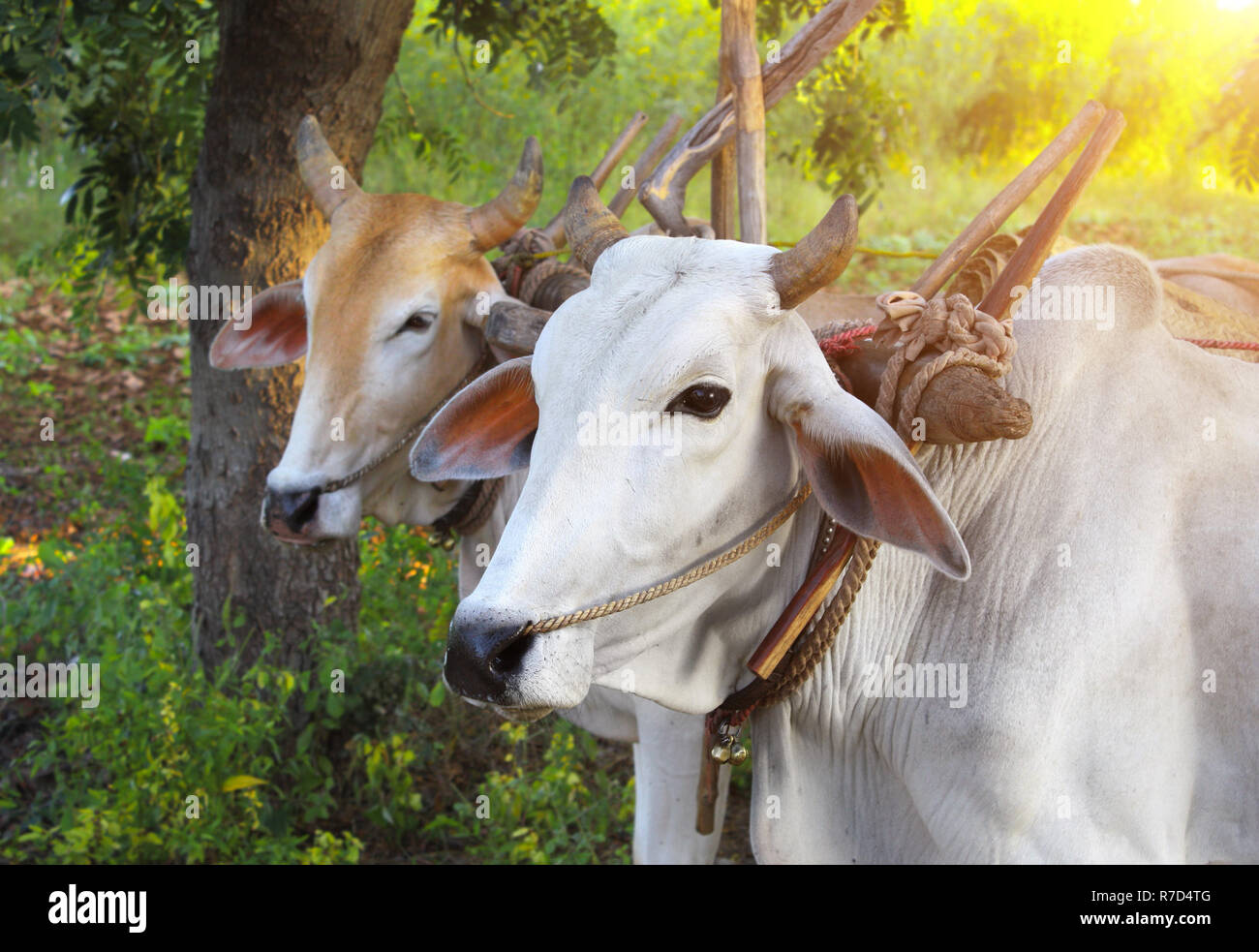 Buffalo transport burma hi-res stock photography and images - Alamy