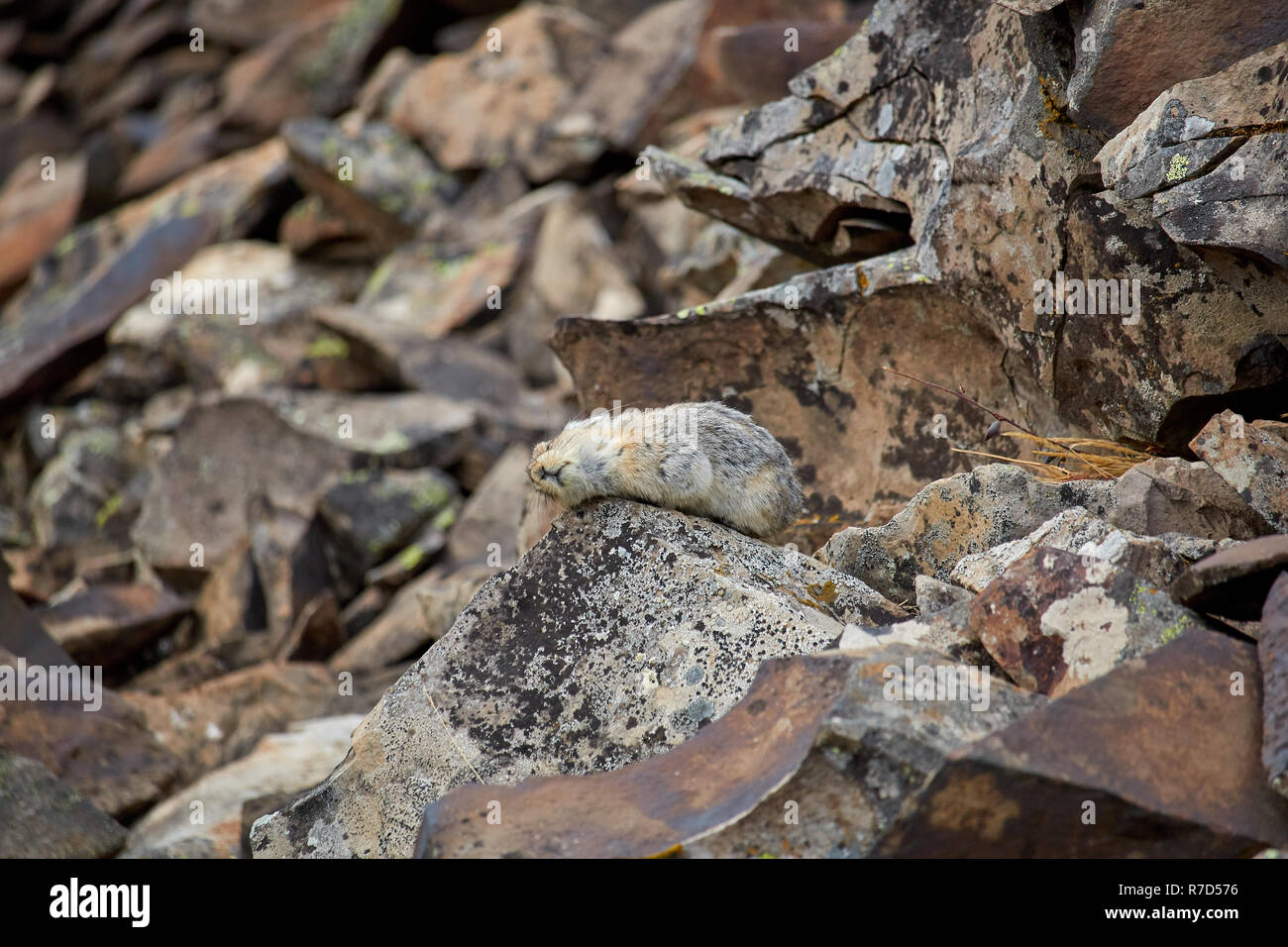 Pica sitting rock hi-res stock photography and images - Alamy