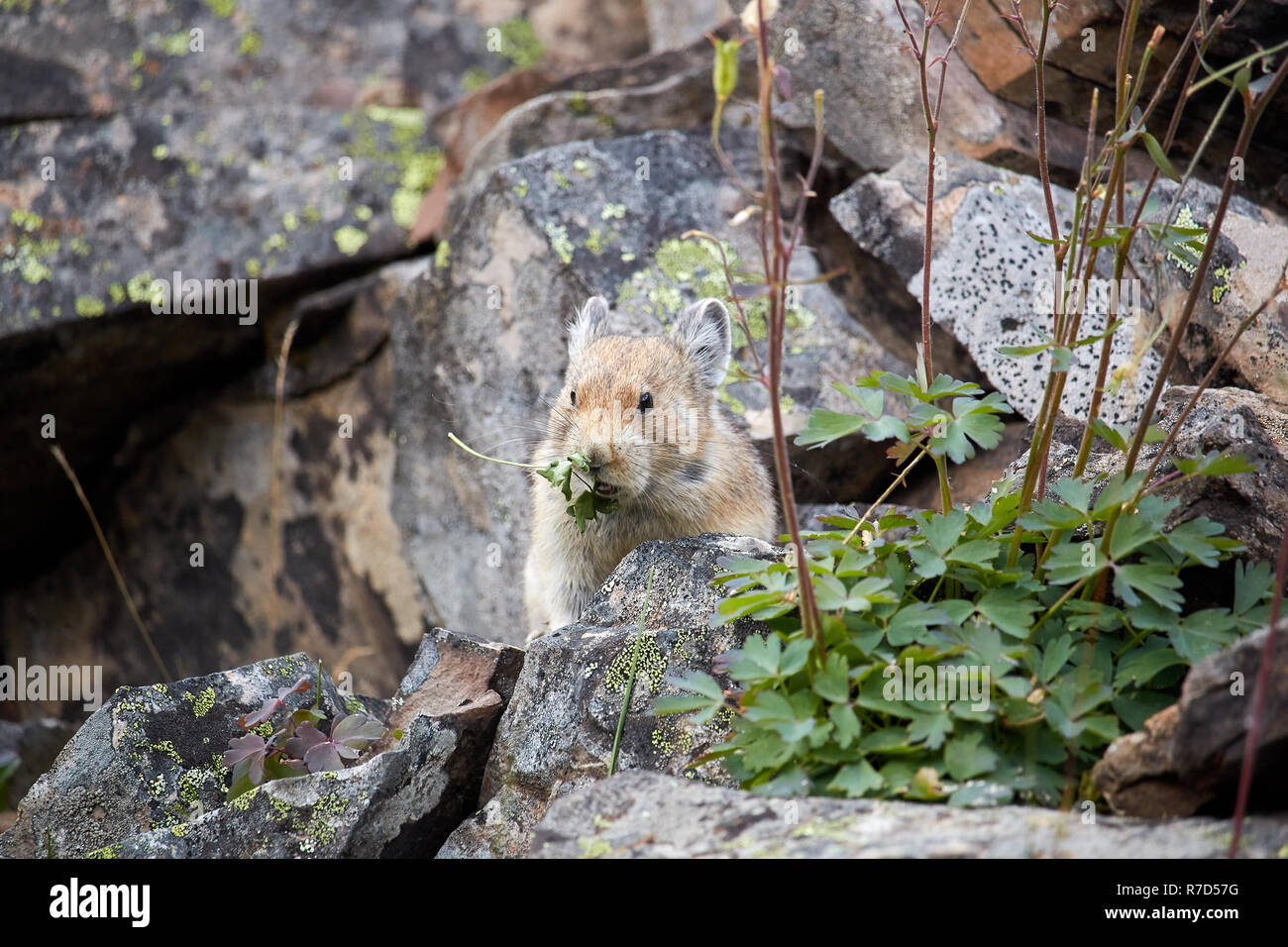 Pika in Kananaskis Country, Canada Stock Photo - Alamy