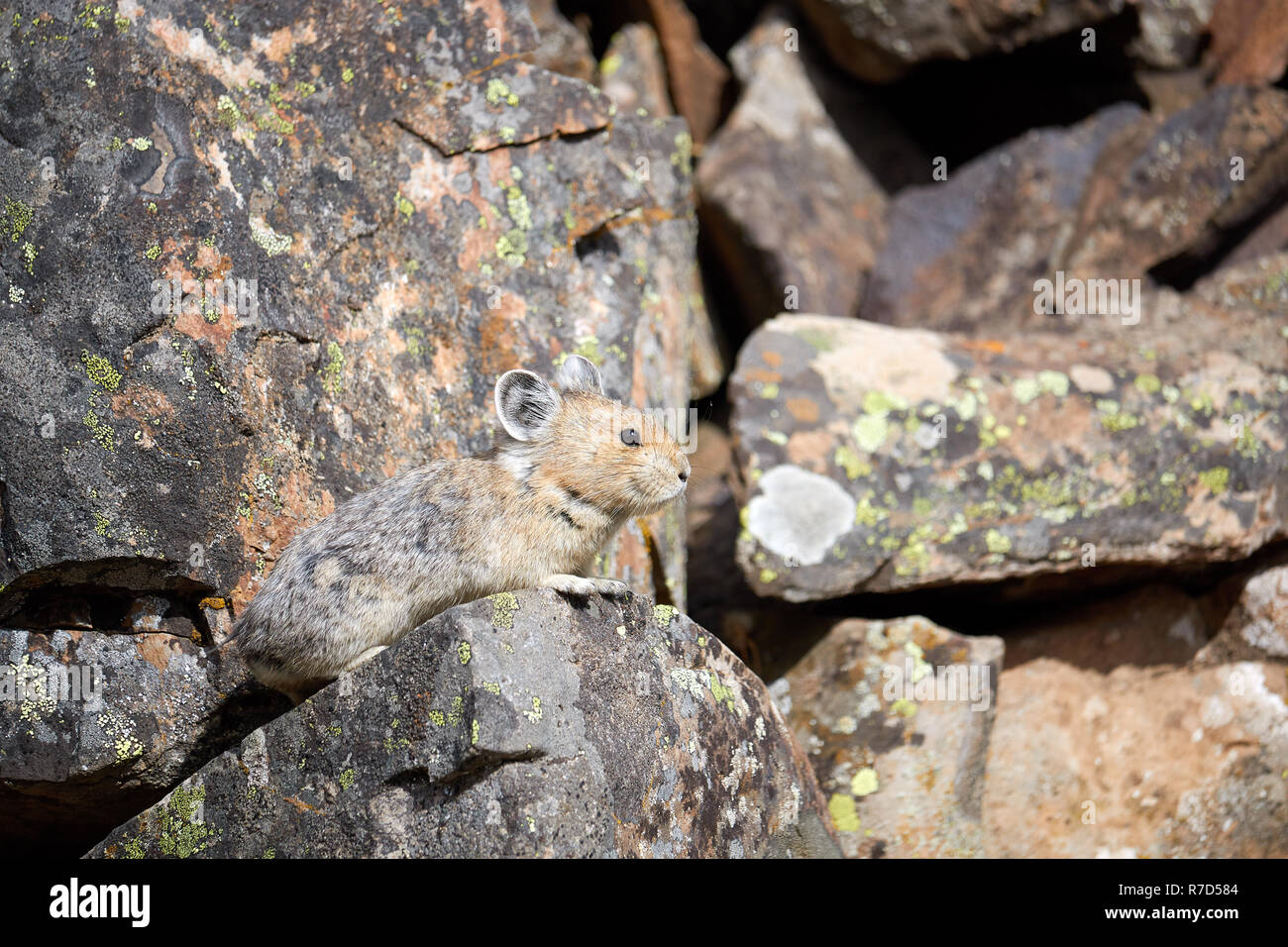 Pica sitting rock hi-res stock photography and images - Alamy