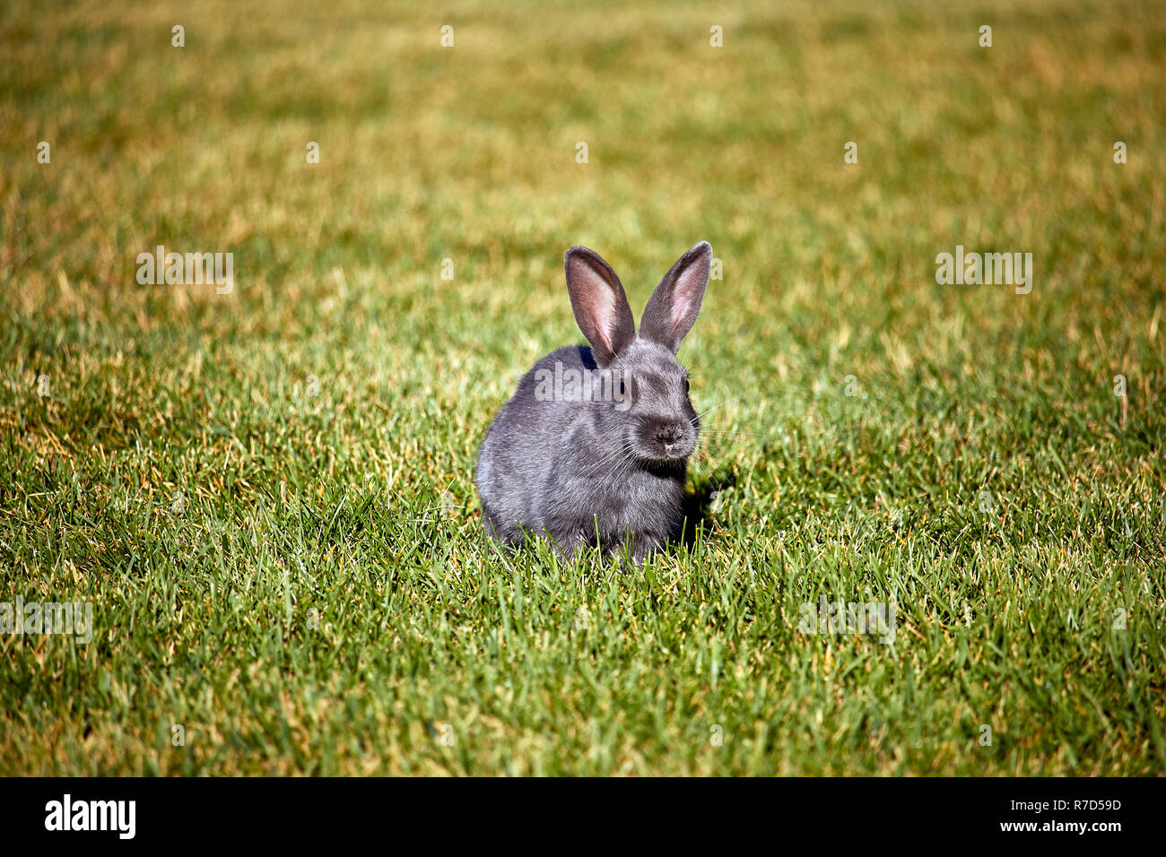 Alberta rabbit hi-res stock photography and images - Alamy
