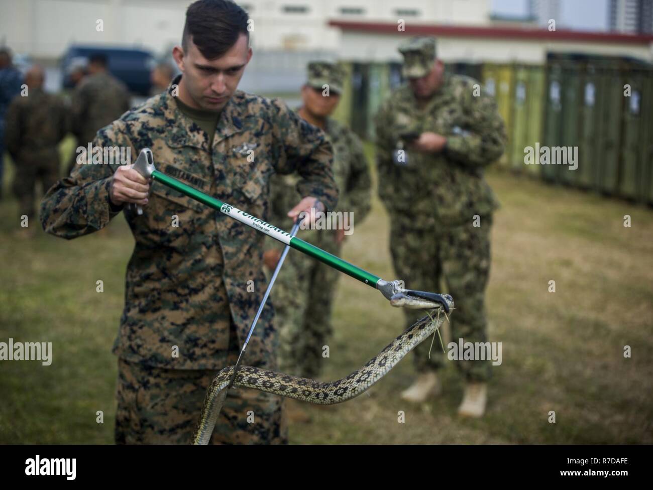 U.S. Navy Hospital Corpsman 2nd Class John Bustamante handles a habu ...