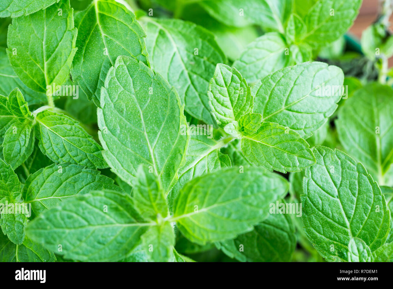 Season mint hi-res stock photography and images - Alamy