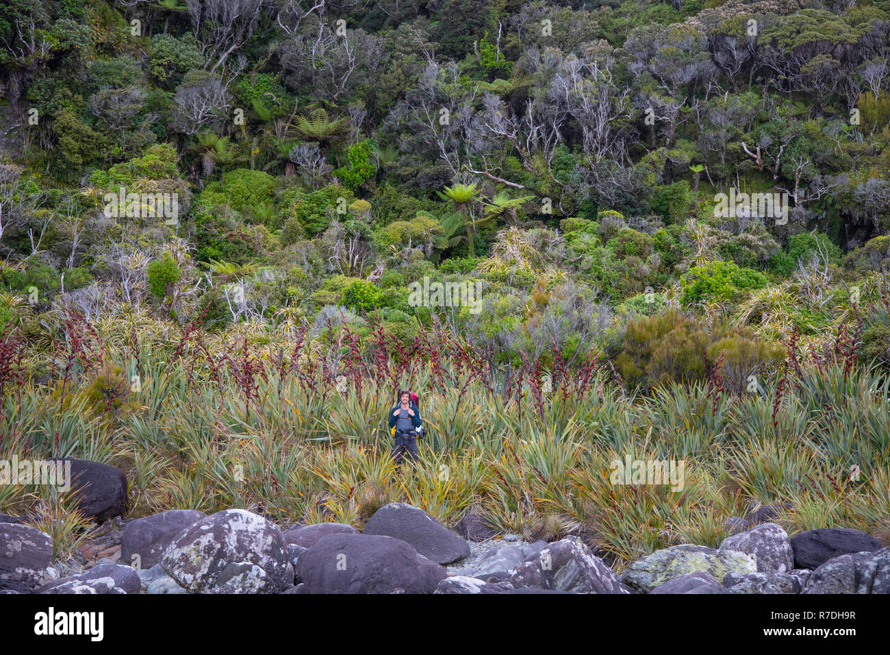 Fiordland National Park, New Zealand Stock Photo - Alamy