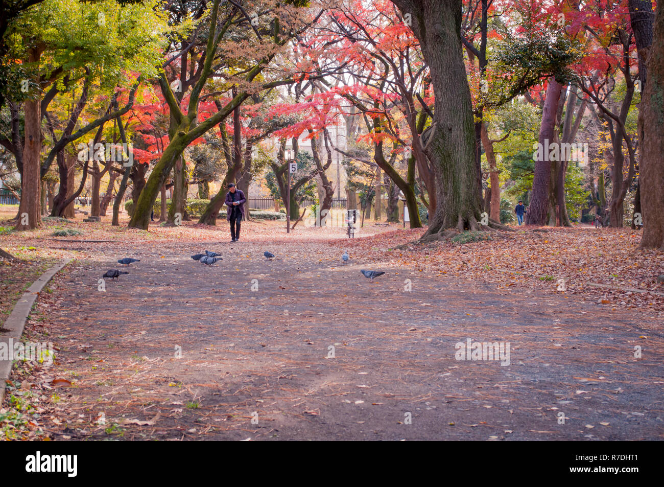 Kita-Aoyama, Tokyo, Japan - December 7, 2018: View of a park during ...