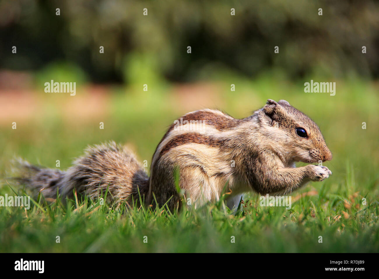 Indian palm squirrel (Funambulus palmarum) sitting on a grass Stock ...