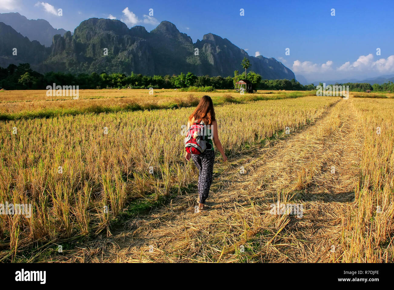 Woman walking through harvested rice field in Vang Vieng, Laos. Vang ...