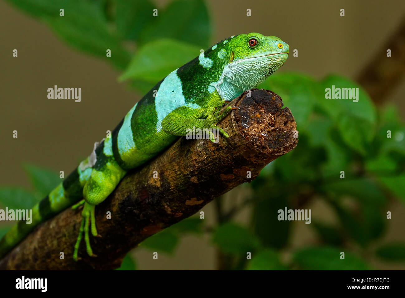 Male Fiji banded iguana (Brachylophus fasciatus) on Viti Levu Island ...