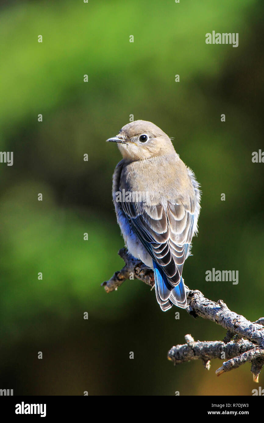 Female mountain bluebird (Sialia currucoides) sitting on a stick Stock ...