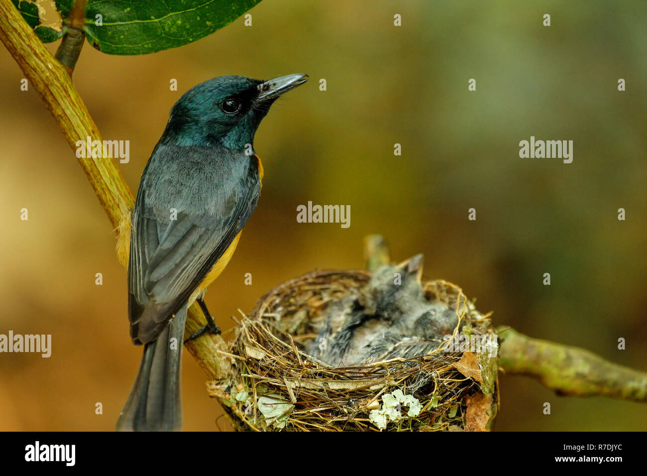 Female Vanikoro Broadbill (Myiagra vanikorensis) sitting by the nest on ...
