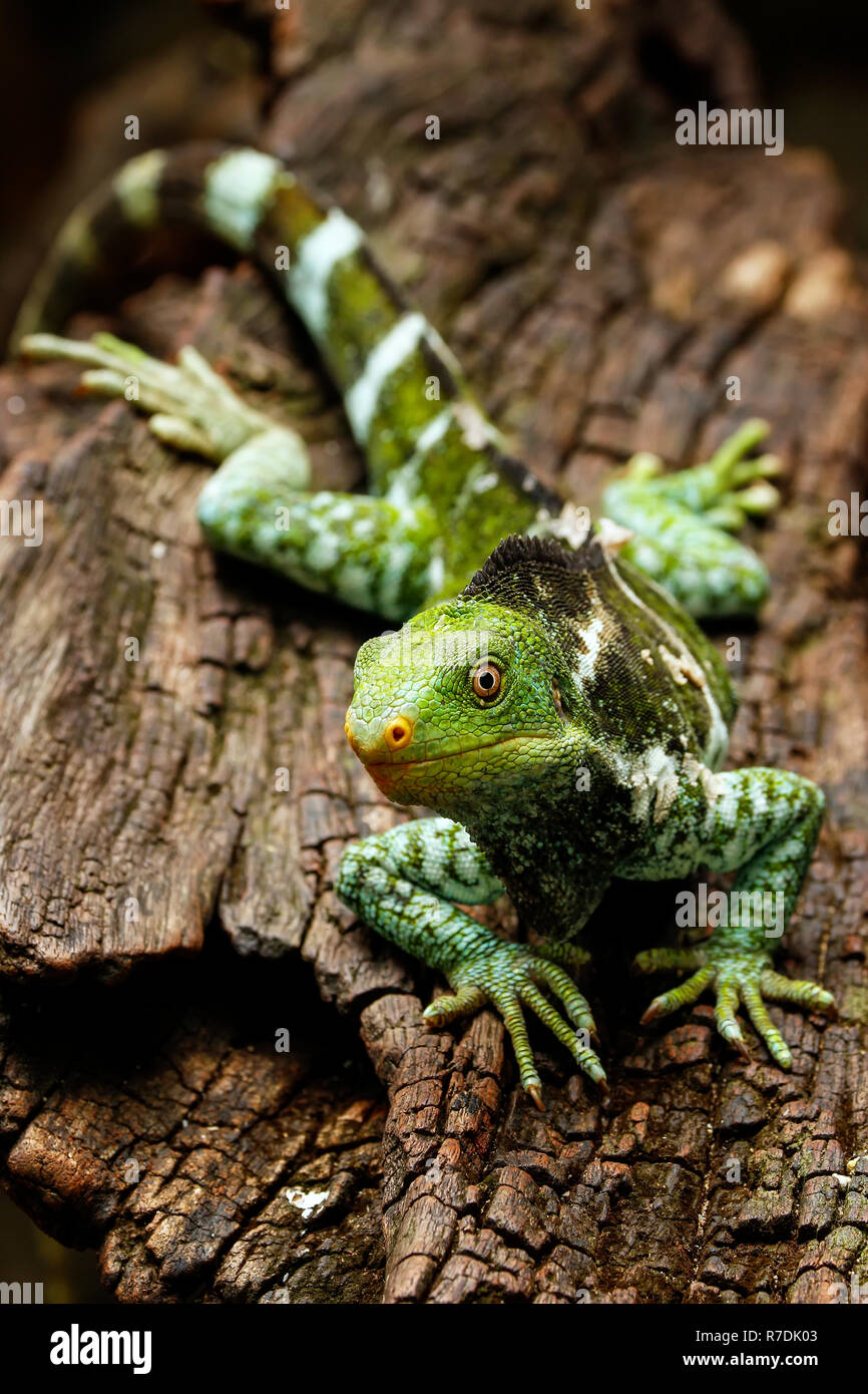Fijian crested iguana hi-res stock photography and images - Alamy