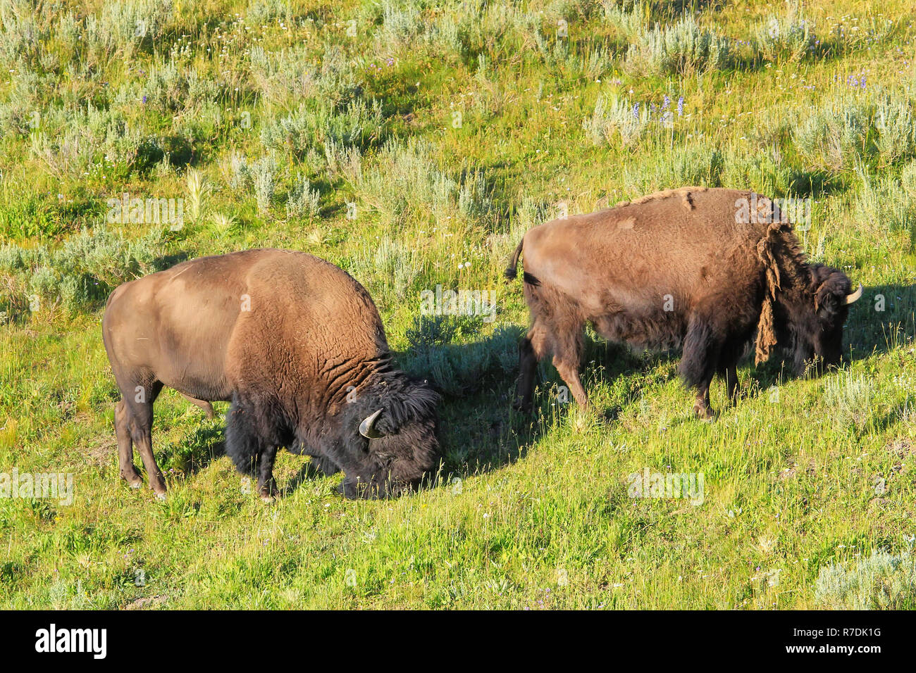 American bison female hi-res stock photography and images - Alamy