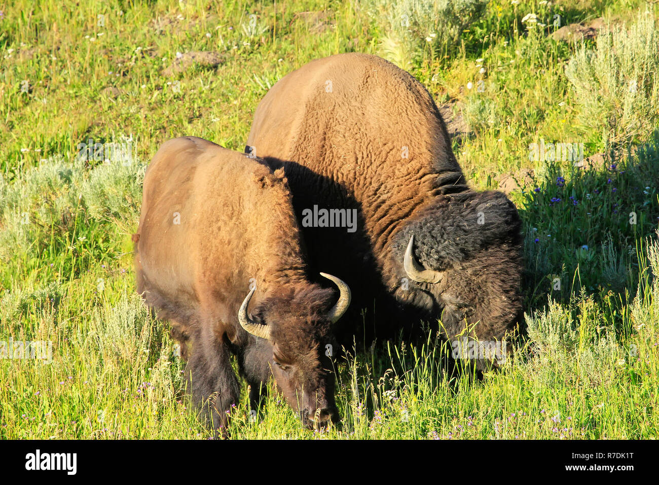 Female bison hi-res stock photography and images - Alamy