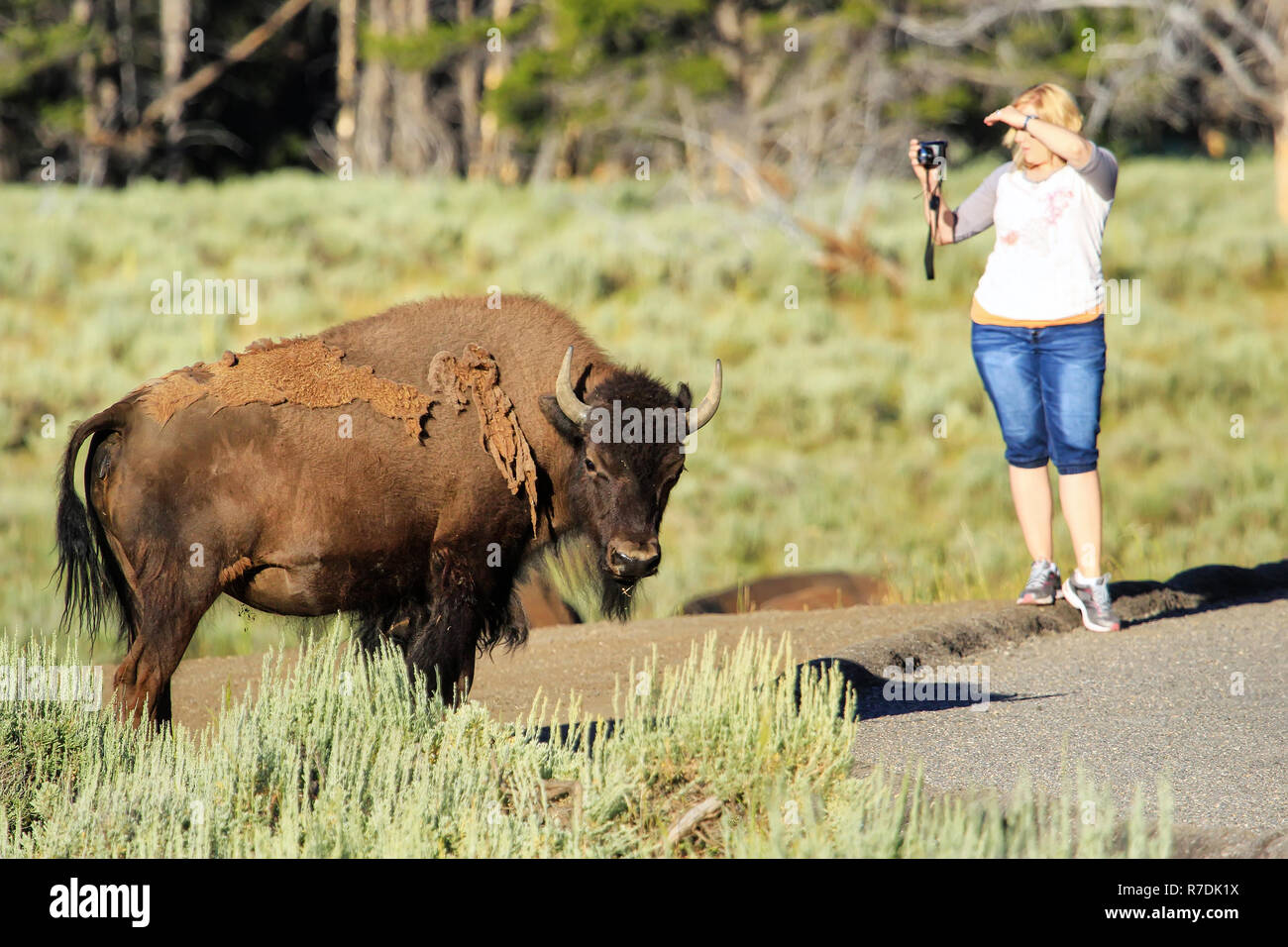 Buffalo standing close to a tourist in Yellowstone National Park ...