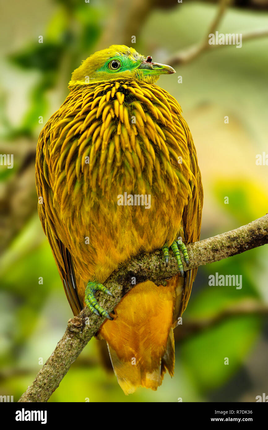 Golden Dove Wichita Ks