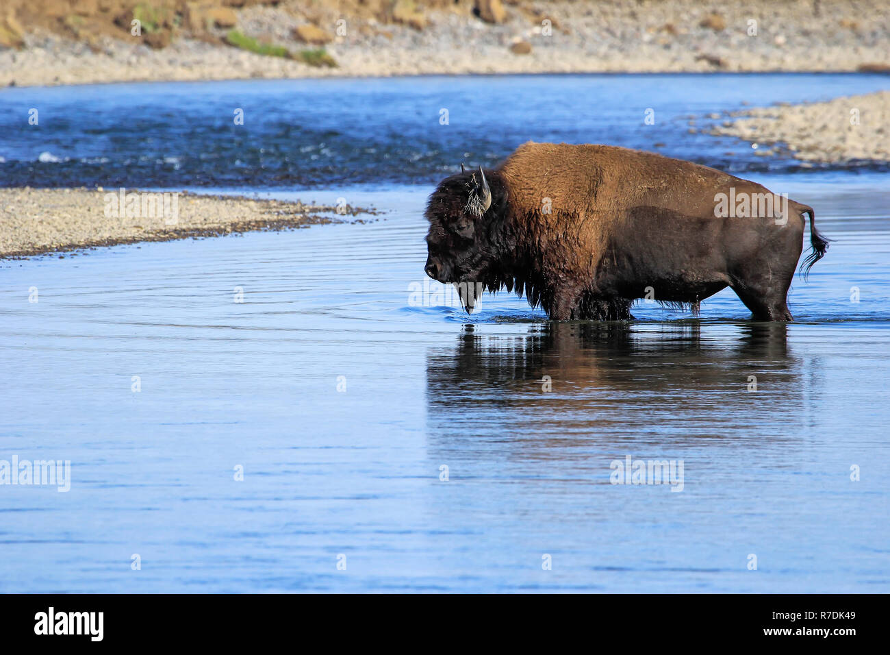 Bison crossing river in Lamar Valley, Yellowstone National Park ...