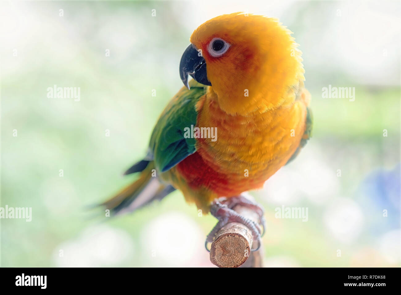 Jenday conure, a small parrot Stock Photo - Alamy