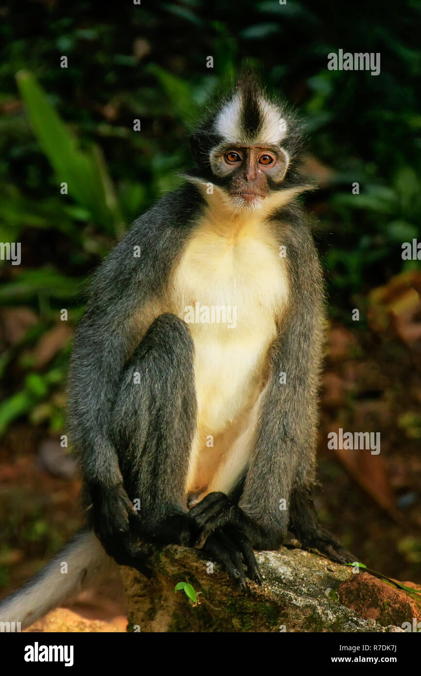 Thomas leaf monkey (Presbytis thomasi) sitting on the ground in Gunung ...