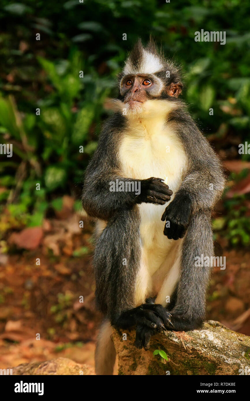 Thomas leaf monkey (Presbytis thomasi) sitting on the ground in Gunung ...