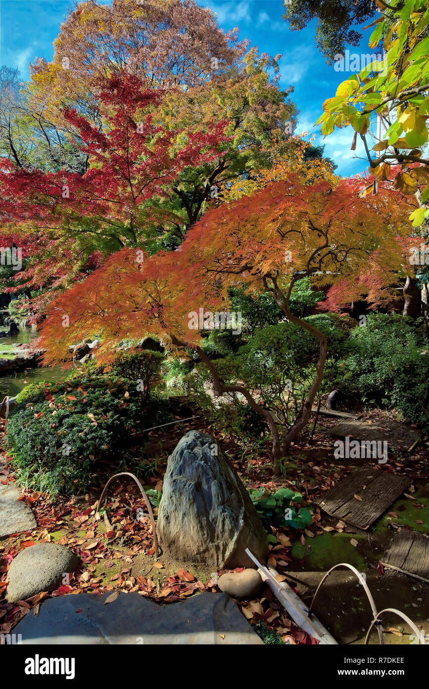 Japanese maples turn color in Tokyo Japan Stock Photo - Alamy