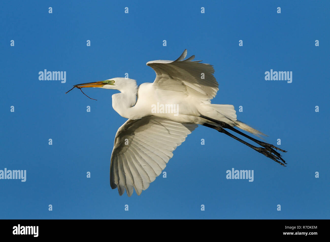 Great Egret (Ardea alba) flying with a stick in its beak Stock Photo ...