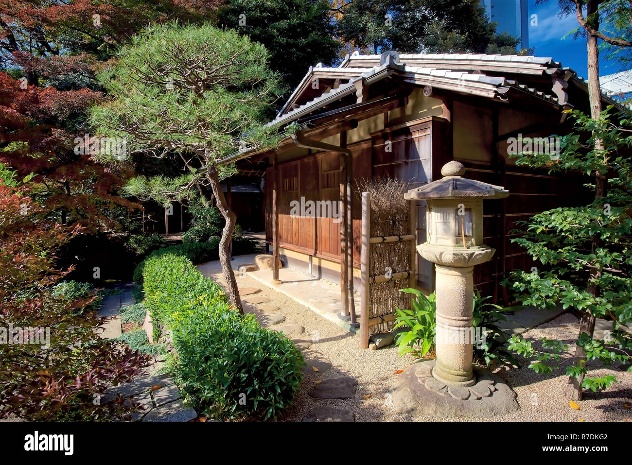 Japanese maples turn color in Tokyo Japan Stock Photo - Alamy