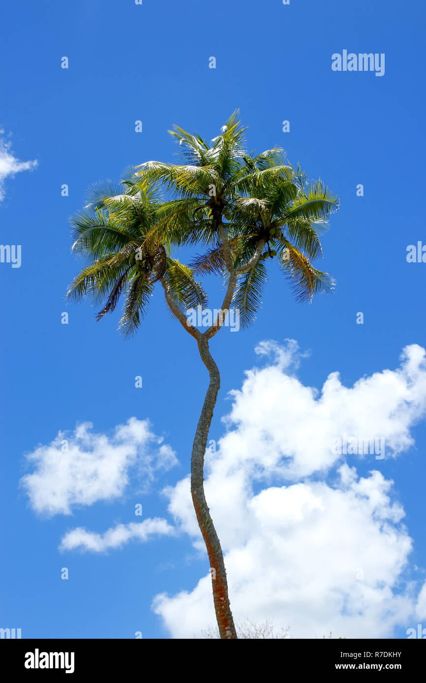 Double-headed coconut tree on Tongatapu island in Tonga. Tongatapu is ...