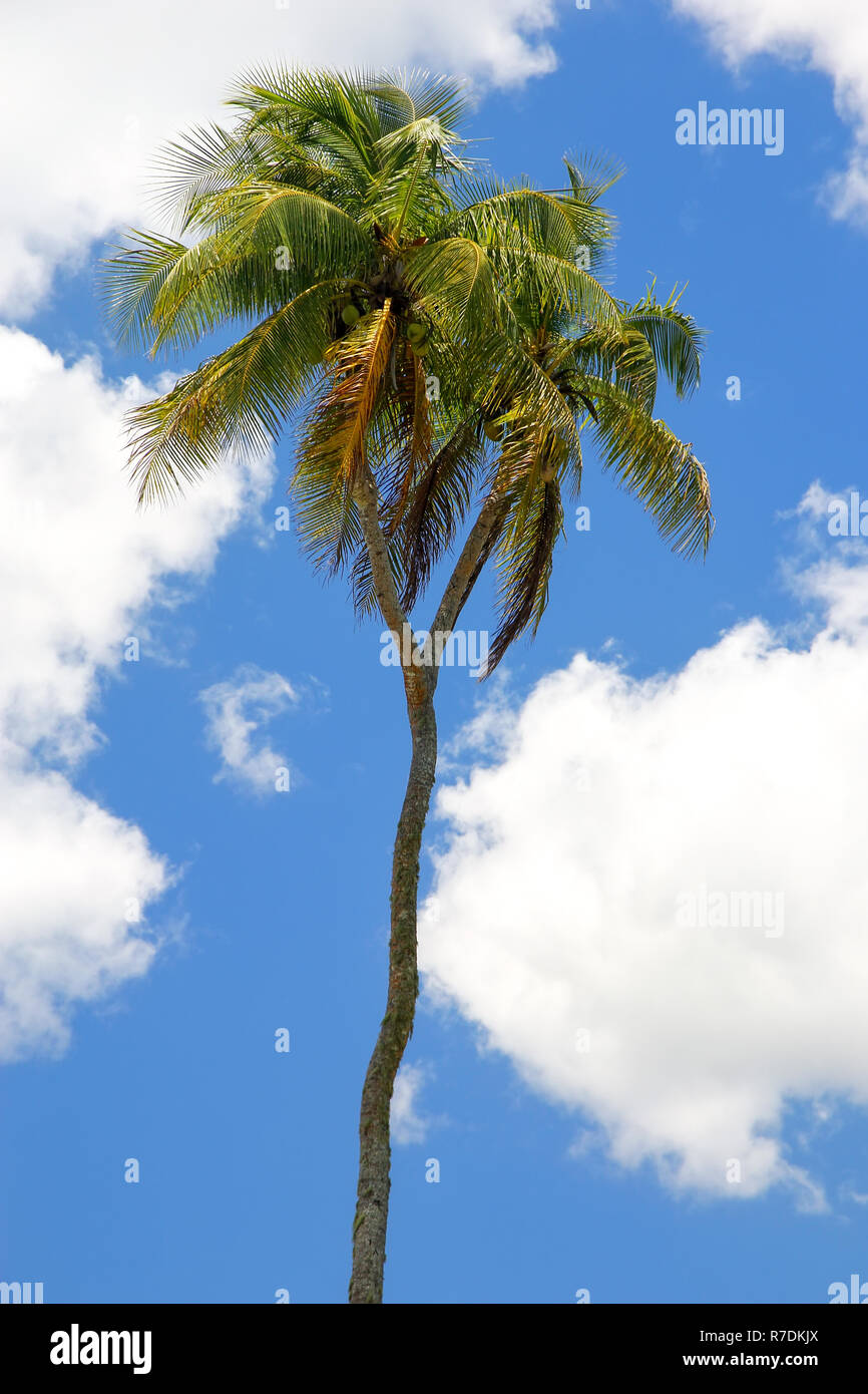 Double-headed coconut tree on Tongatapu island in Tonga. Tongatapu is ...