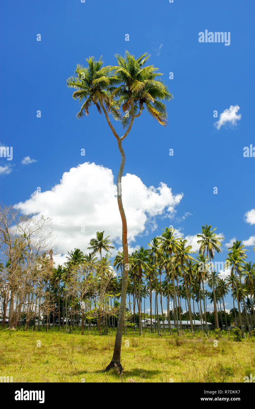 Tongatapu Island High Resolution Stock Photography and Images - Alamy