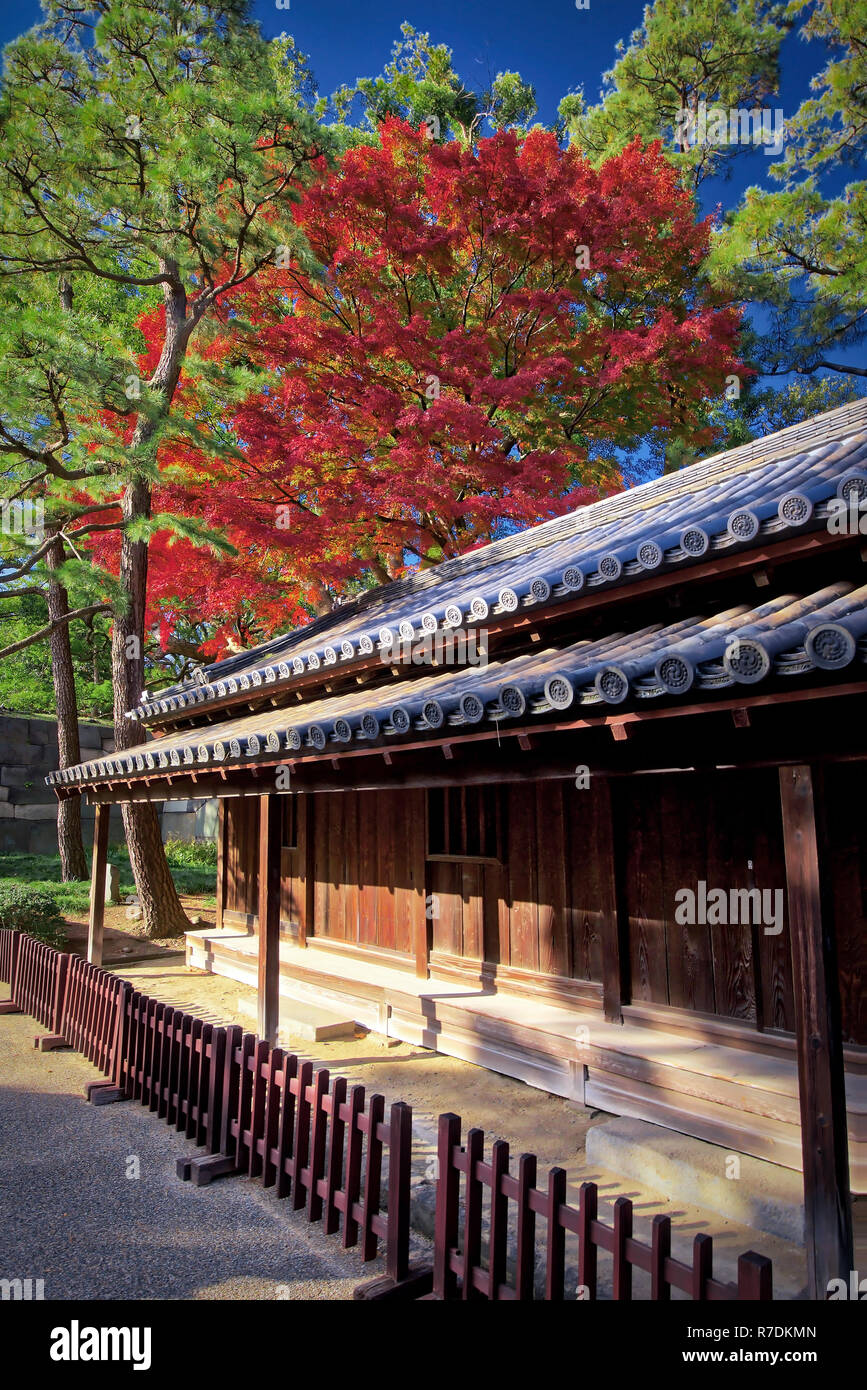 Japanese maples turn color in Tokyo Japan Stock Photo - Alamy